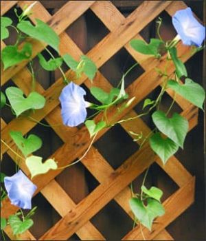 Intro to Backyard Structures: Gazebos, Pergolas, Trellises, and Arbors